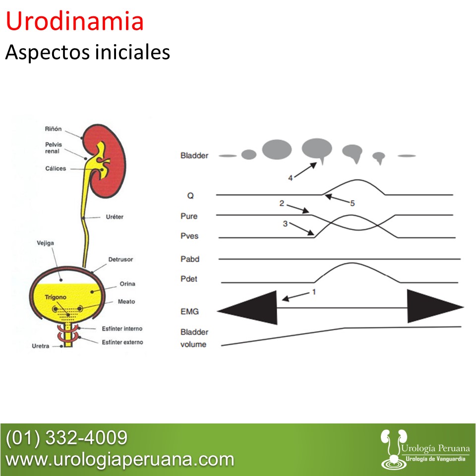 CONOCIENDO LA URODINAMIA – Urología Peruana. Dr. Susaníbar