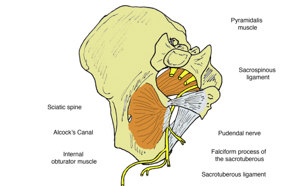 Dolor del nervio pudendo – Urología Peruana. Dr. Susaníbar