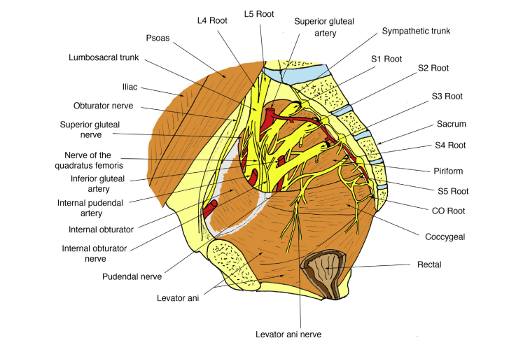 Dolor del nervio pudendo – Urología Peruana. Dr. Susaníbar