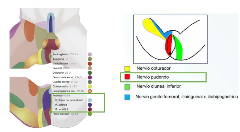 Dolor del nervio pudendo – Urología Peruana. Dr. Susaníbar